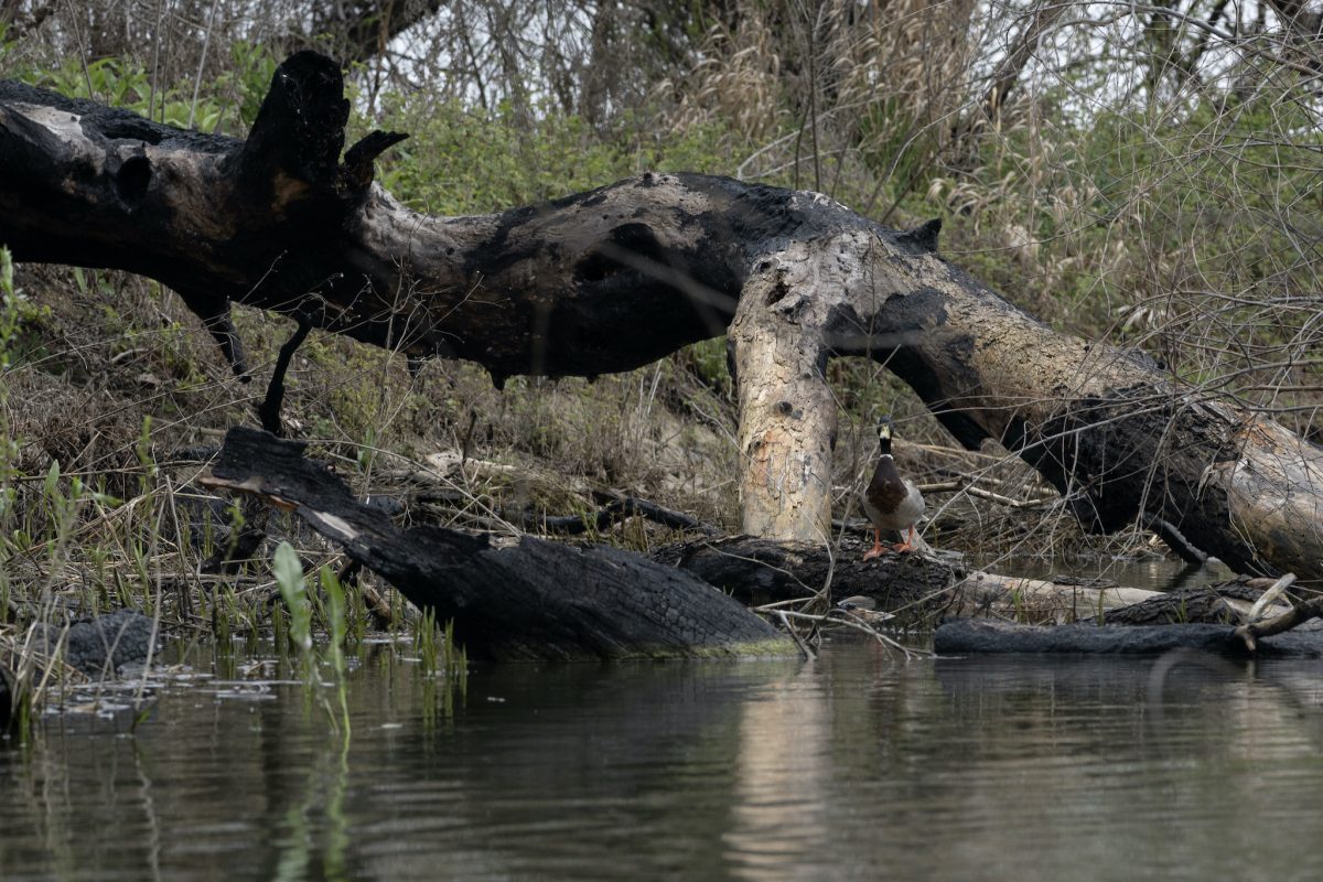 Romania burns: How the Danube Delta got on the fire map of Europe ...