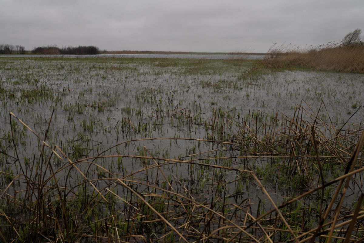 Romania burns: How the Danube Delta got on the fire map of Europe ...